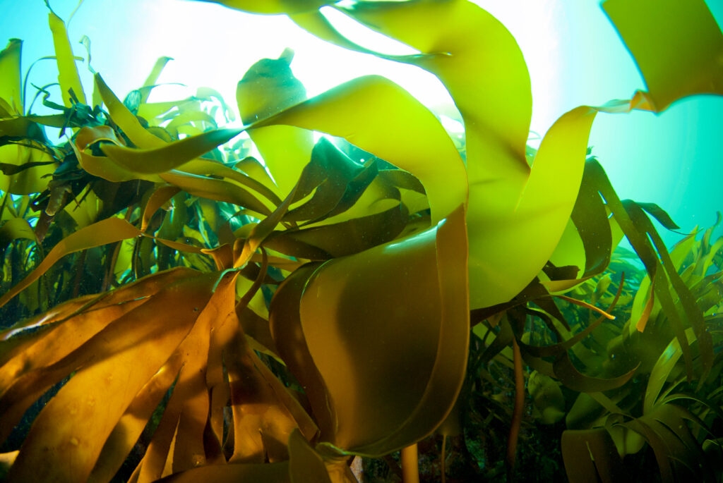 Kelp: Nature’s Green Forest Fuelling a Sustainable Future | PROTEUS